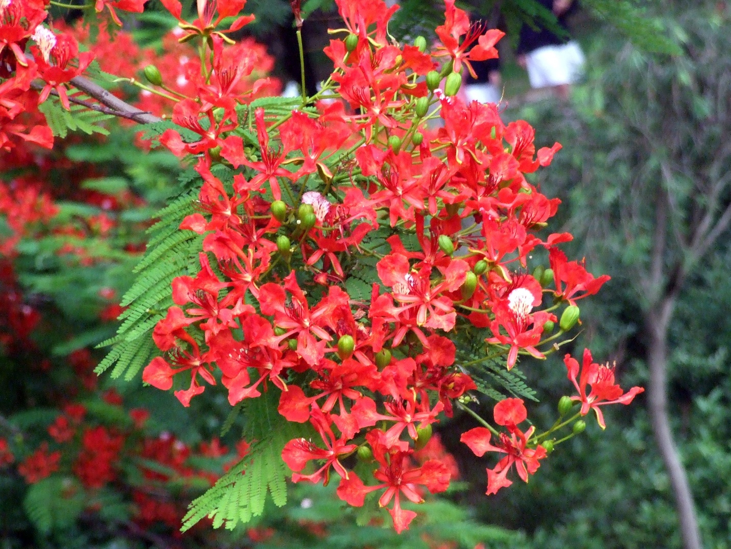 National Symbols of St. Kitts and Nevis – Embassy of St.Kitts and Nevis ...